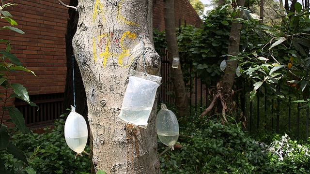 Arboles enfermos | Bogota.gov.co