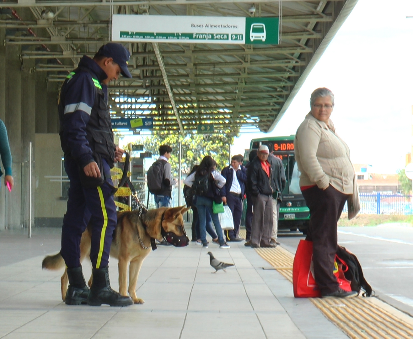 Perros TransMilenio | Bogota.gov.co