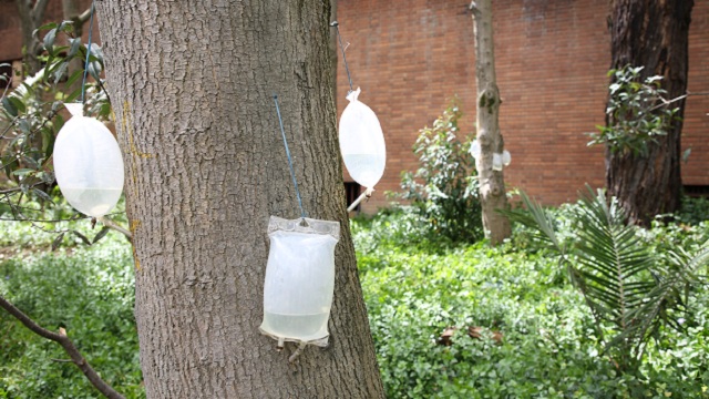 Arboles enfermos | Bogota.gov.co