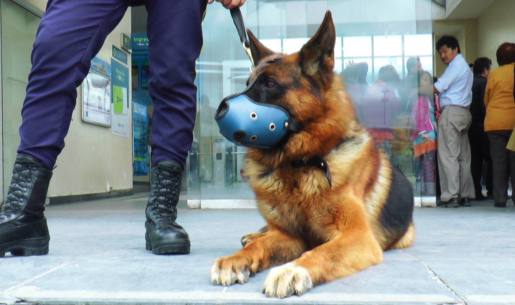 Perros TransMilenio | Bogota.gov.co