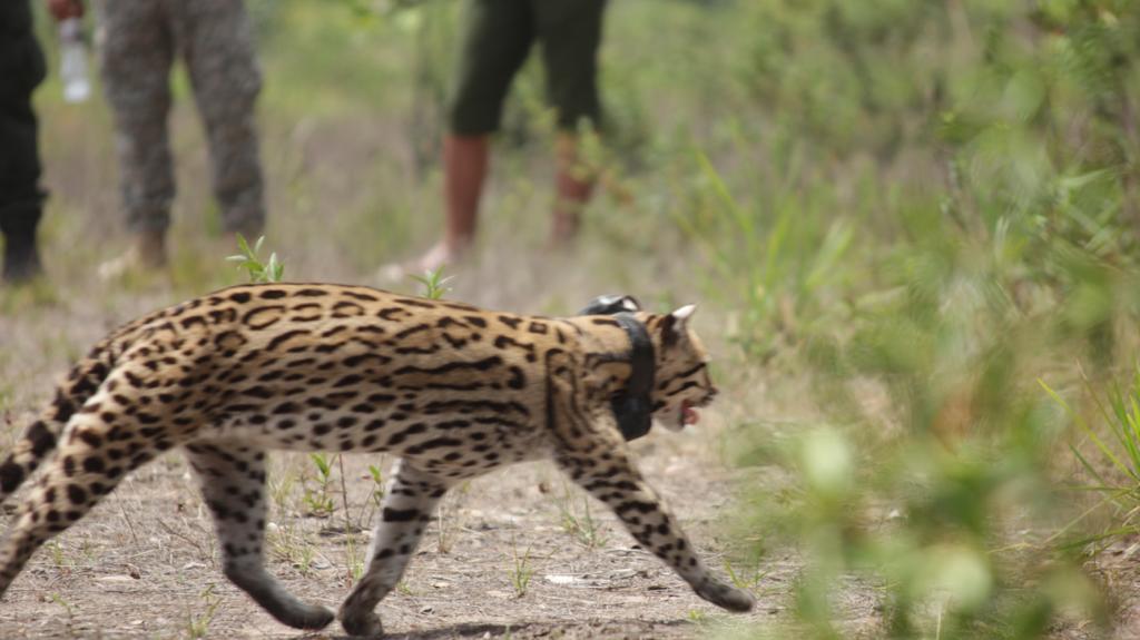 Alcaldía de Bogotá liberó tigrillo Ocelote en ‘Bojonawi’, Vichada ...