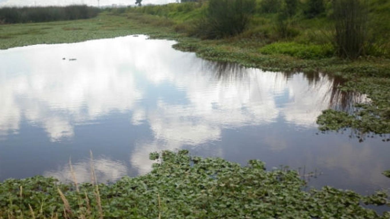 Bogotá Humana comprometida con la limpieza de los humedales | Bogota.gov.co